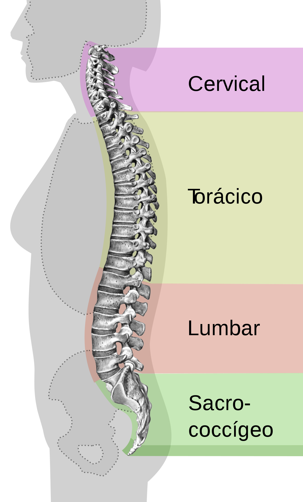 Cifose: quando é um problema? Saiba tudo sobre! | Neurocirurgia | Dr ...